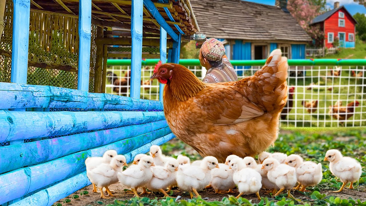 Start up with chicks, a free range chicken farming model - YouTube