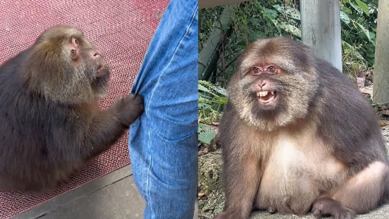 星星：我是猴子吗，一直围观我Xingxing: Am I A Monkey? People Are Watching Me All The ...