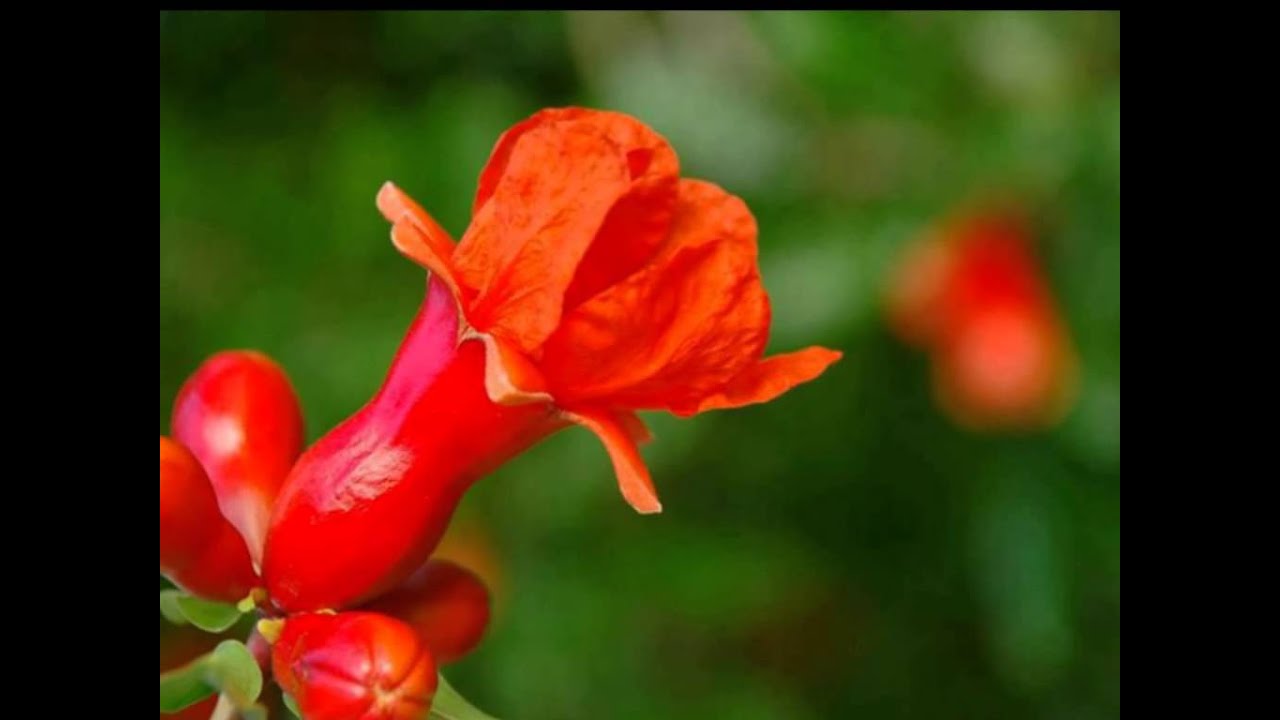 Gul nar / Flower of pomegranate (Pomegranate flower) - YouTube