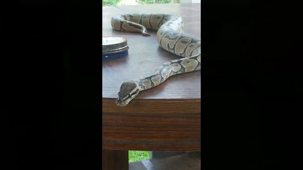 Ball python chilling on a rainy day - YouTube