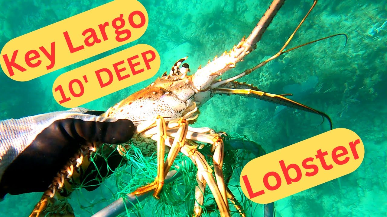 08/10/23 Key Largo How to Lobster in 10' of Water Easy Snorkel for ...