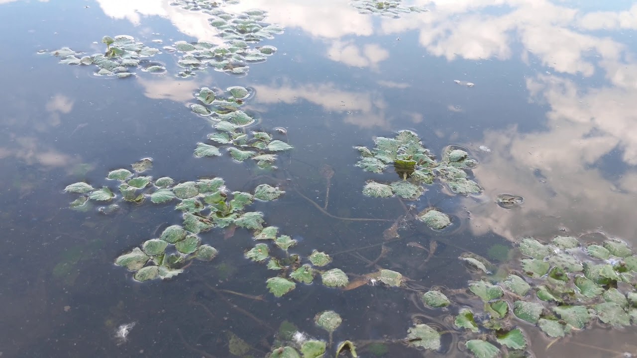 What's in the water at Esopus Meadows? - YouTube