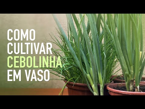 COMO PLANTAR CEBOLINHA EM VASO na sua HORTA