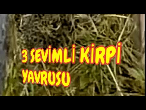 Kirpi Yavrusu Nasıldır?~Hedgehog