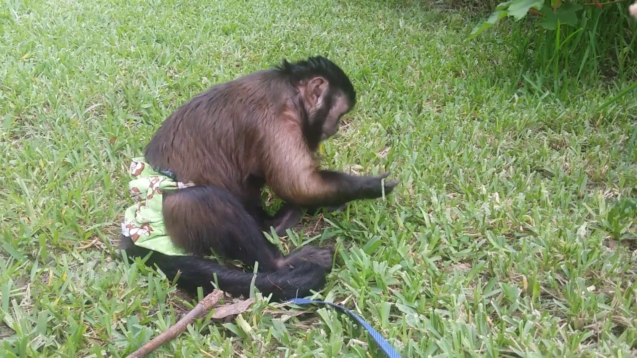 Capuchin monkey playing in the grass and dirt. - YouTube