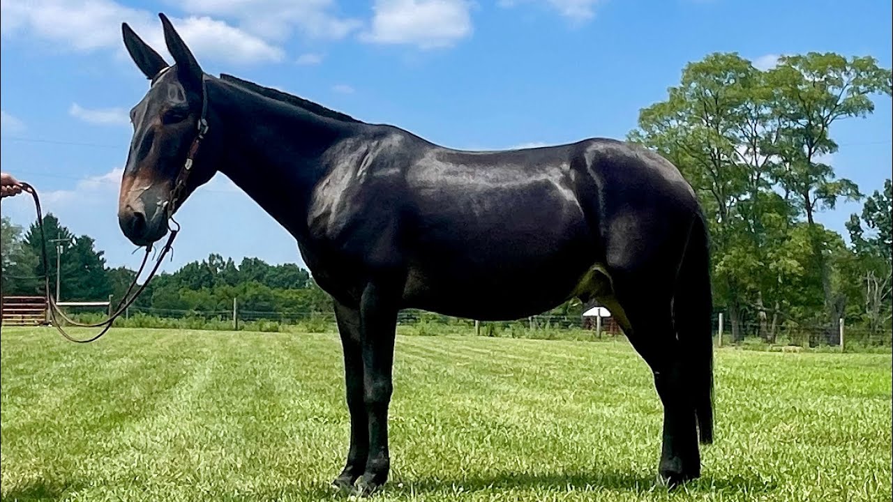 SOLD Laredo, one of a kind Mule watch him ride and drive this is one ...