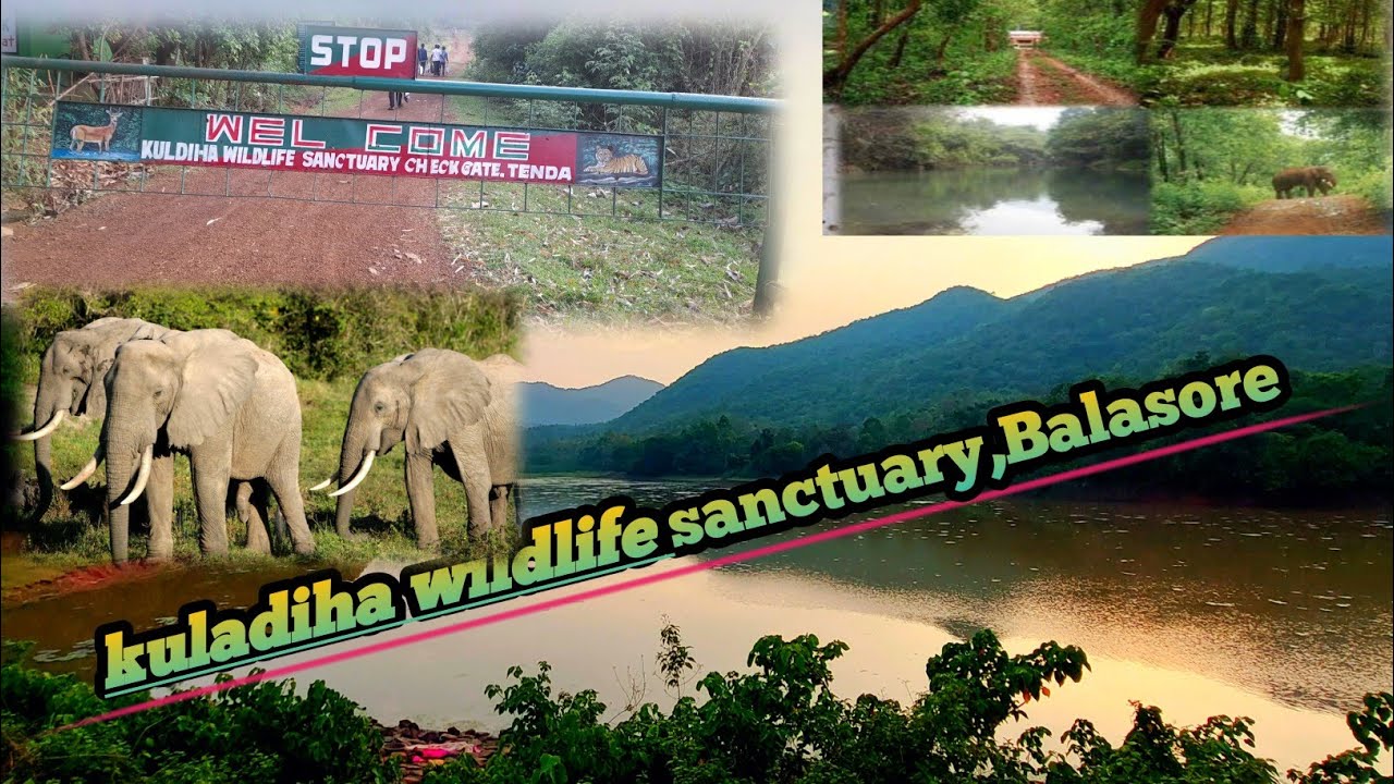 kuladiha wildlife sanctuary, Balasore. ନନ୍ଦ ପାଇଁ ଅଧାରୁ ବନ୍ଦ ହେଲା ଭିଡିଓ ...
