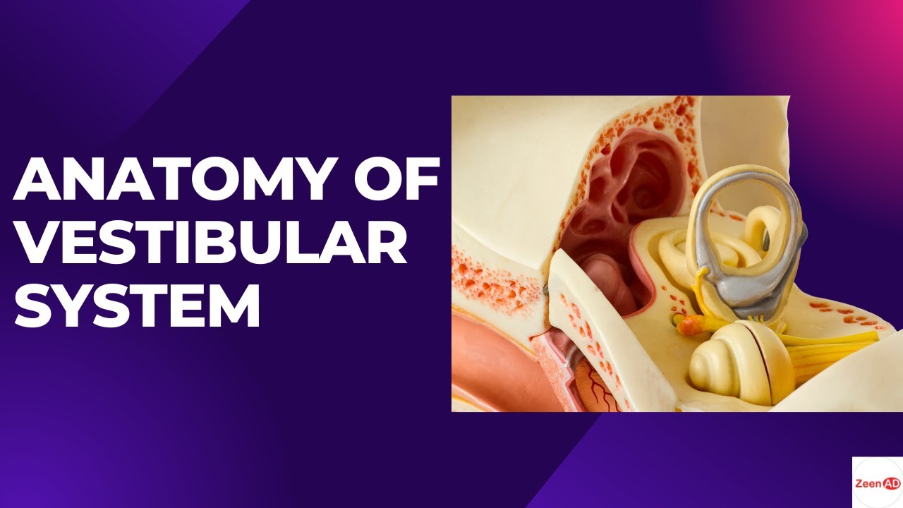 ANATOMY OF VESTIBULAR SYSTEM||WHAT ARE SEMICIRCULAR CANALS?||VESTIBULAR ...