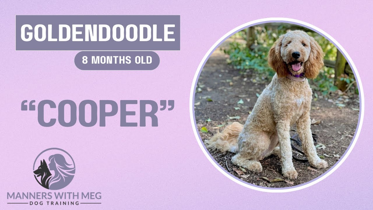 Cooper, the 8 month old Goldendoodle’s journey through training! - YouTube