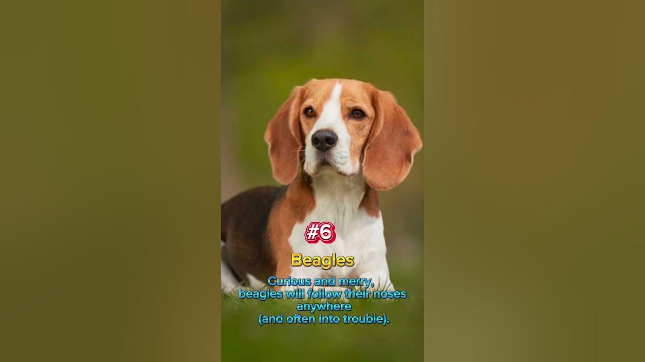 Top 10 Most Popular Dog Breeds In The World shorts YouTube top-10-most-popular-dog-breeds-in-the-world-shorts-youtube