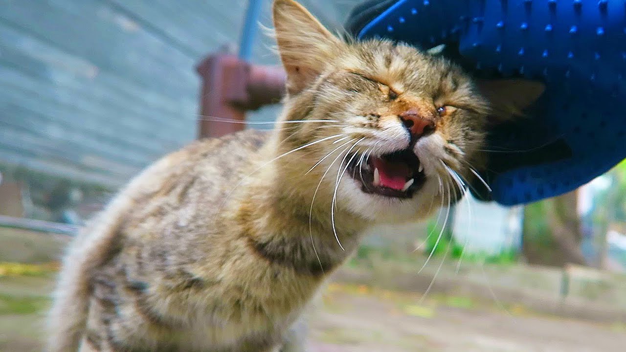 VERY hungry Cat gives THANKS with Meows & Crunches!! 😻🤗 - YouTube