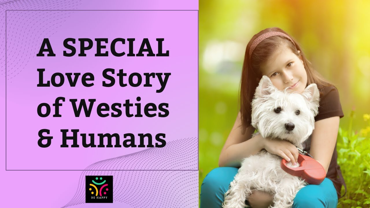 A SPECIAL Love Story of Westies and Humans - YouTube