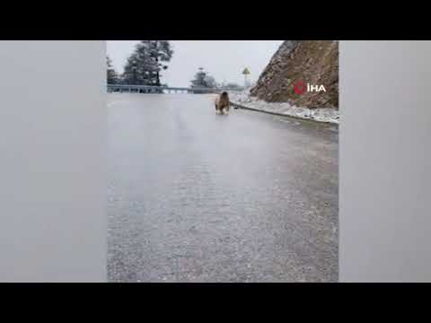 İnsanına Ağaç Dalı Getirirken Buzlu Yolda Kayan Köpeğin Gülümseten Anları