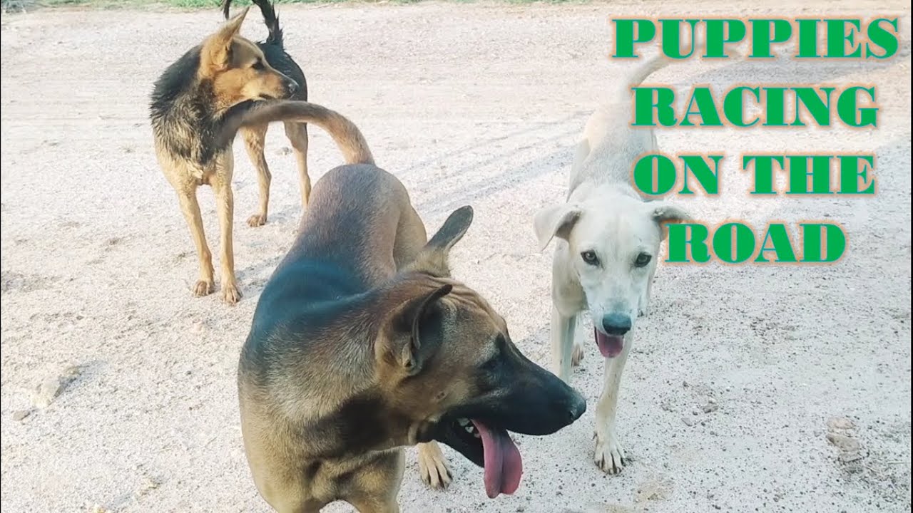 Puppies racing on the road #khmeranimalandplant - YouTube