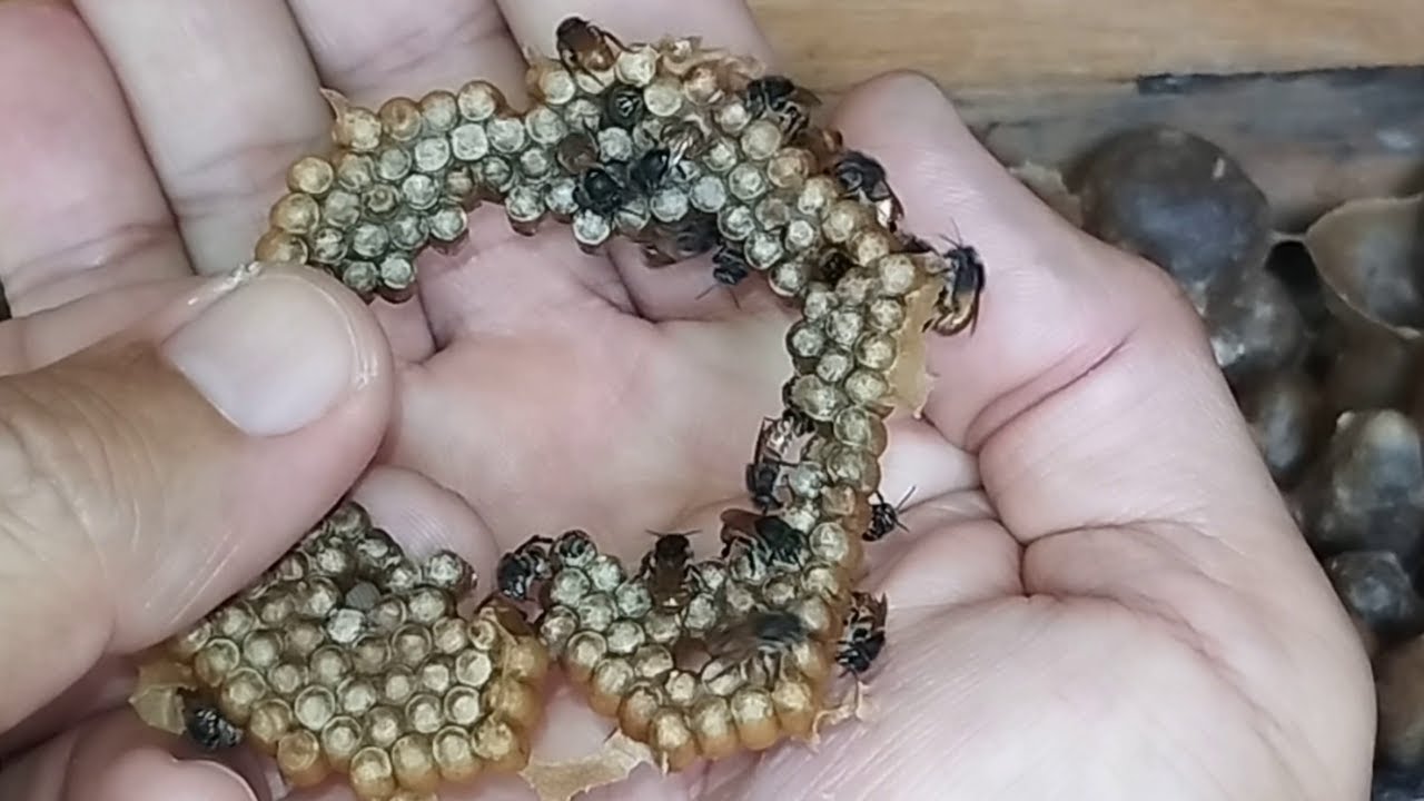 FIZ UMA DIVISÃO DE ABELHA MANDURI AMARELA - YouTube