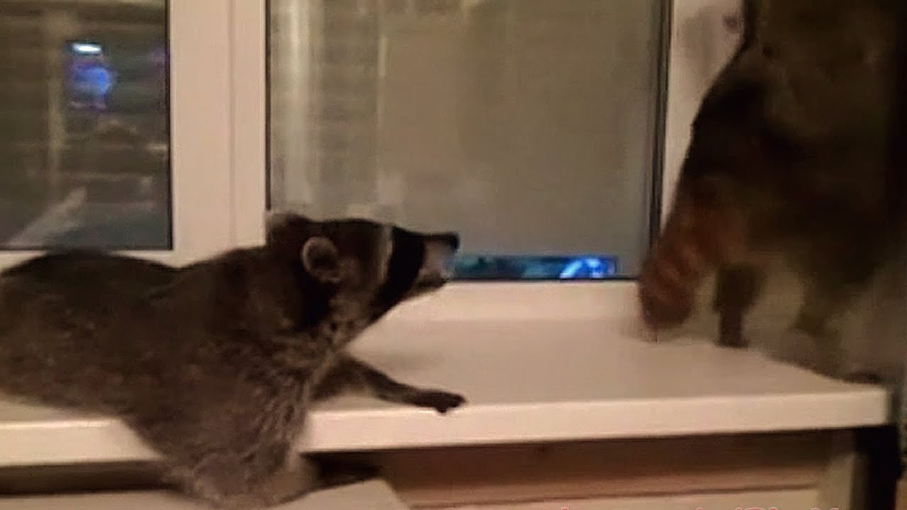 Raccoon twerking - YouTube