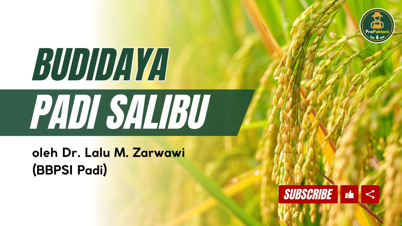 Budidaya Padi Salibu oleh Dr. Lalu M. Zarwawi (BBPSI Padi) - YouTube