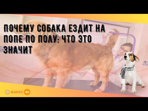 Почему собака ездит на попе по полу: что это значит