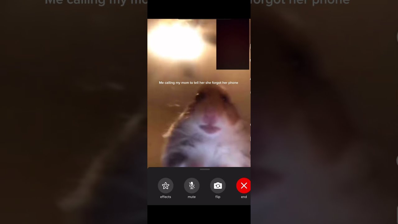 FaceTime Hamster Meme YouTube FaceTime Hamster Meme YouTube