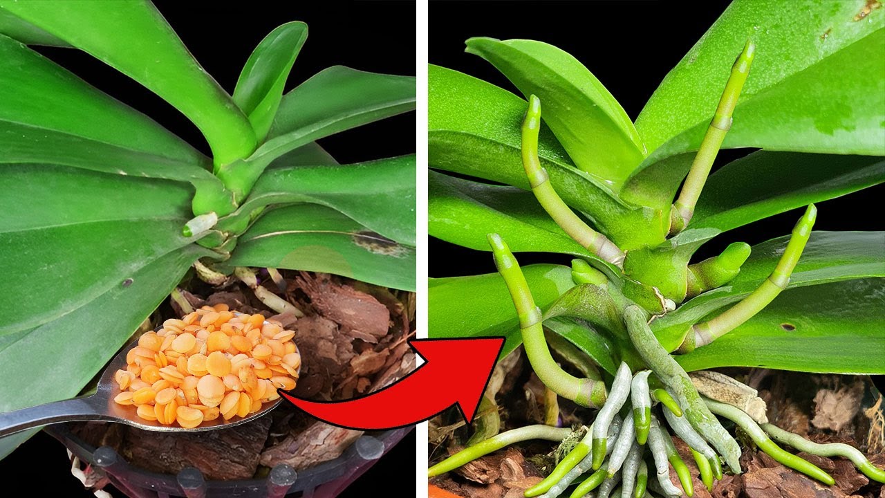 Just 1 Spoon! Even The Weakest Orchid Sprouts And Blooms all year round ...
