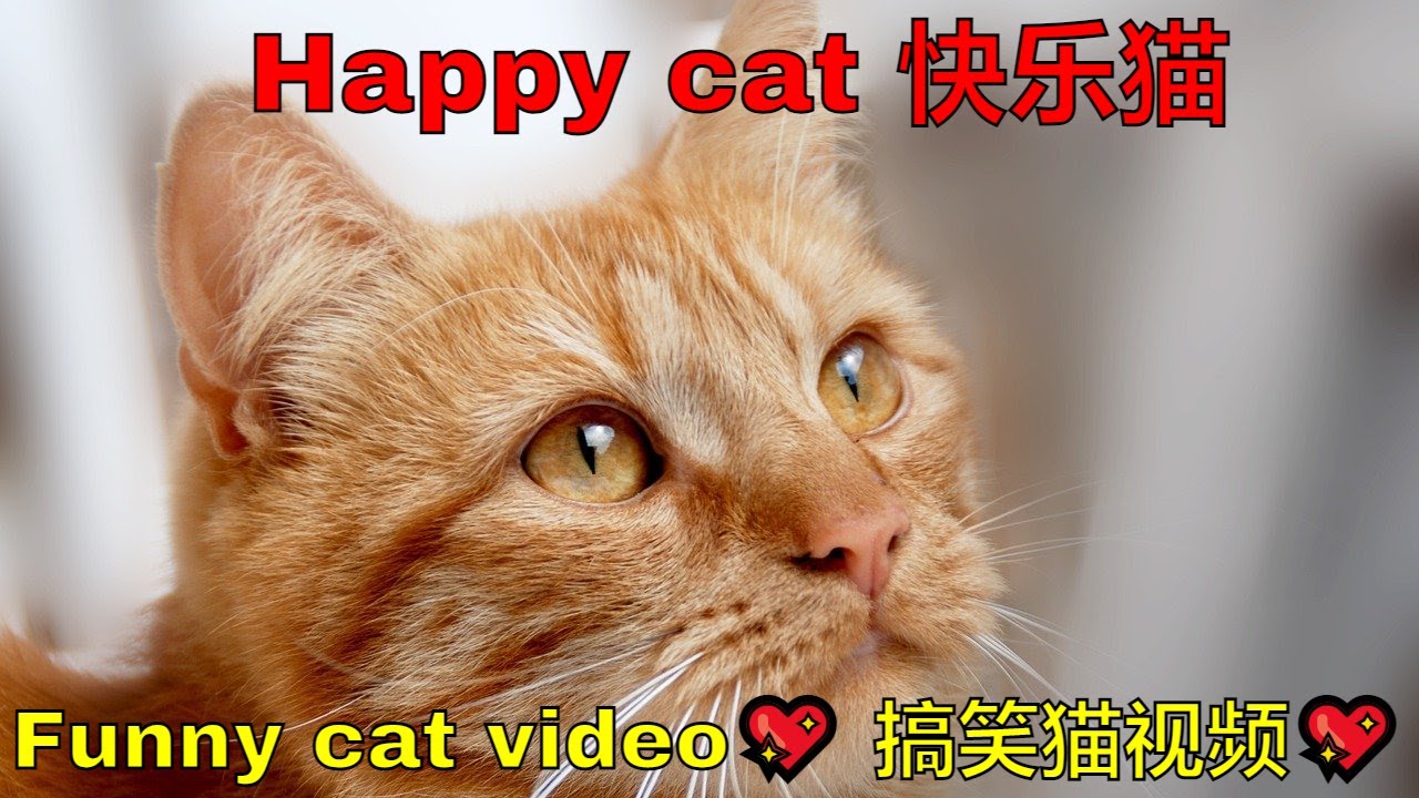 Happy cat💖funny cat video💖 快乐猫💖搞笑猫视频💖 #19 - YouTube