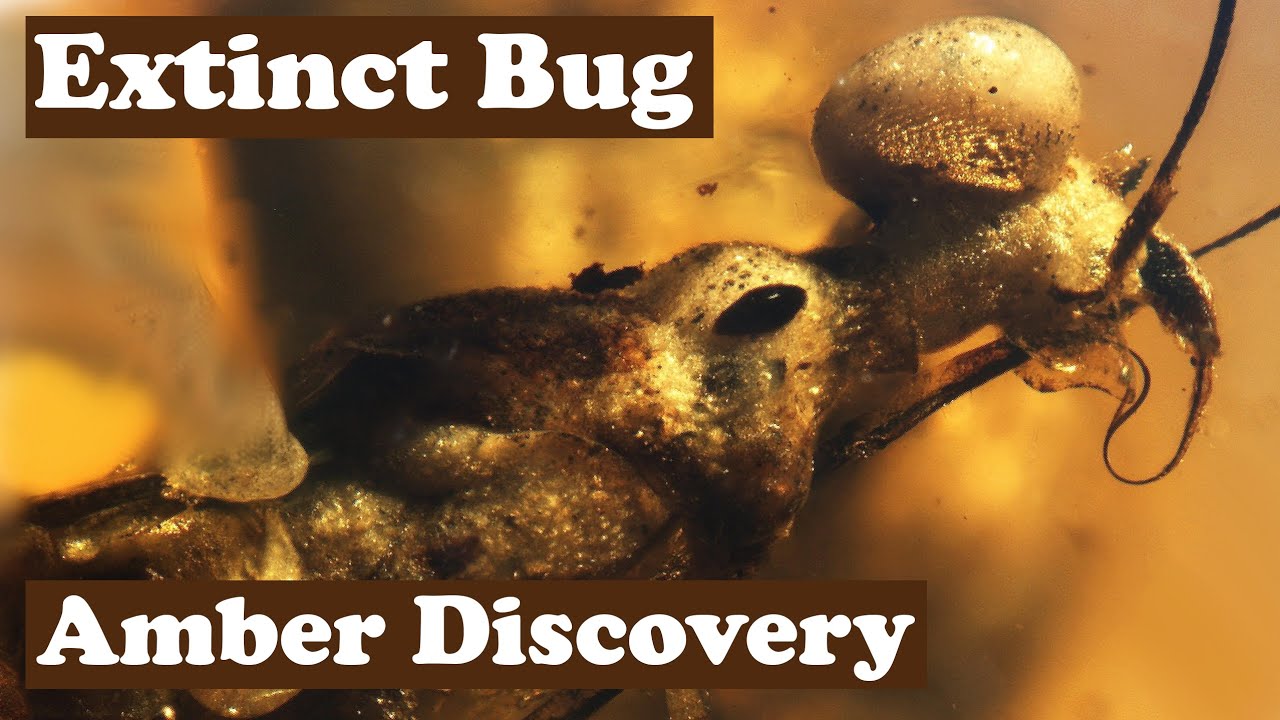 Beautiful Defensive Adaptations of Extinct Fossil Bug - YouTube