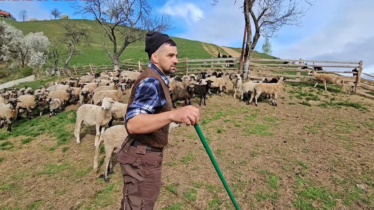LA STANA LUI BOGDAN TOGOE,IN VARF DE MUNTE.OI TURCANE LA POIANA MARULUI ...
