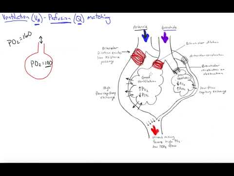 Ventilation-perfusion matching - YouTube