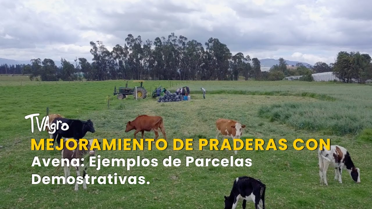 Mejoramiento de Praderas con Avena: Ejemplos de Parcelas Demostrativas ...