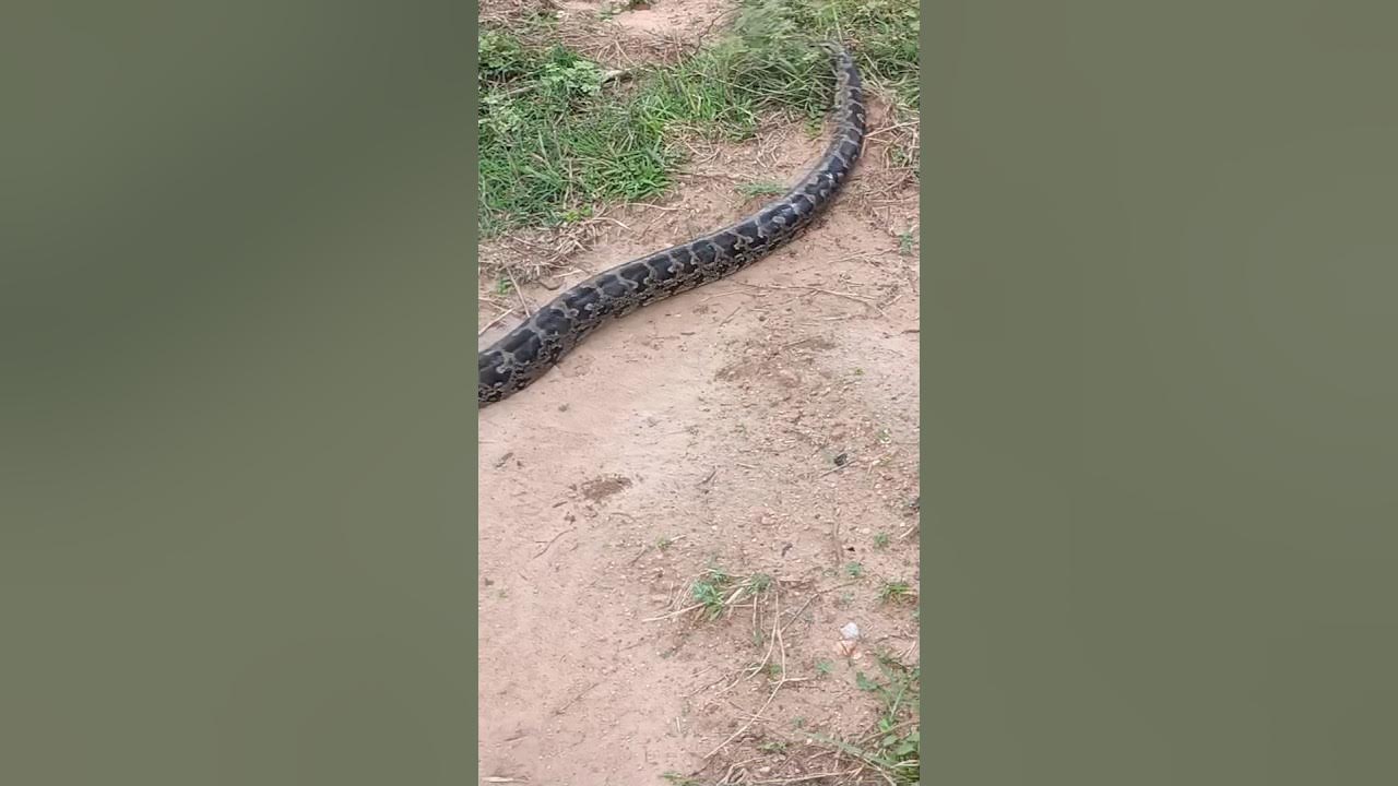 🥺🥺🥺🥺🥺🥺The real python in Village 🥺🥺🥺🥺 - YouTube