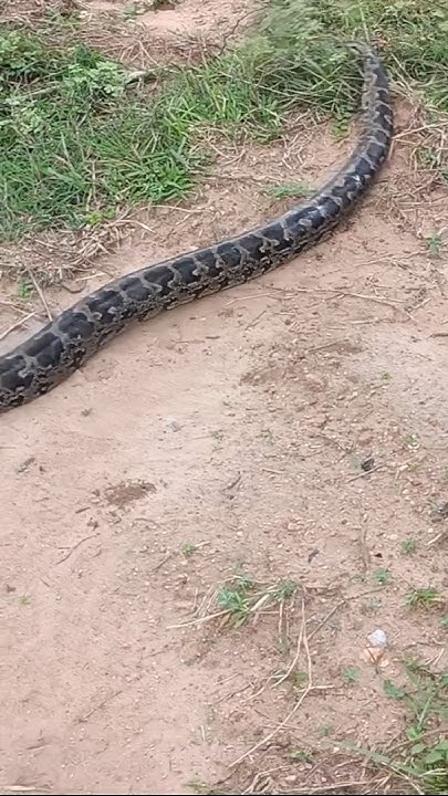 🥺🥺🥺🥺🥺🥺The real python in Village 🥺🥺🥺🥺 - YouTube