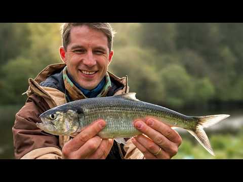 Twaite shad run. One of the best days of fishing/ Short Clip