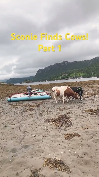 Crazy Cows - YouTube