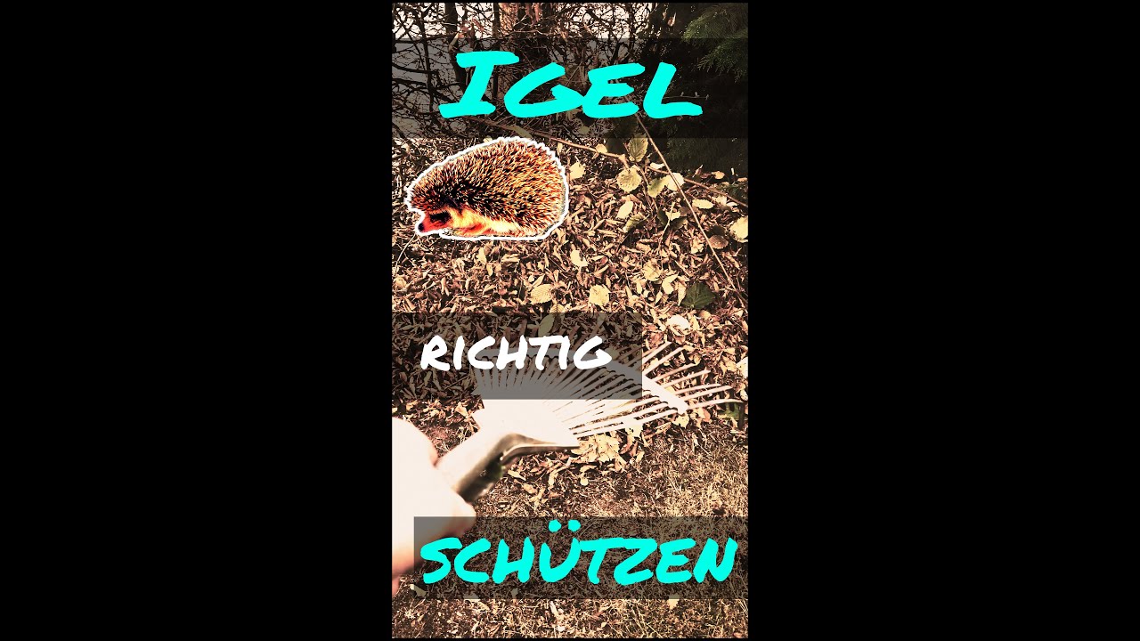 Wie man Igel im Winter schützt #shorts - YouTube