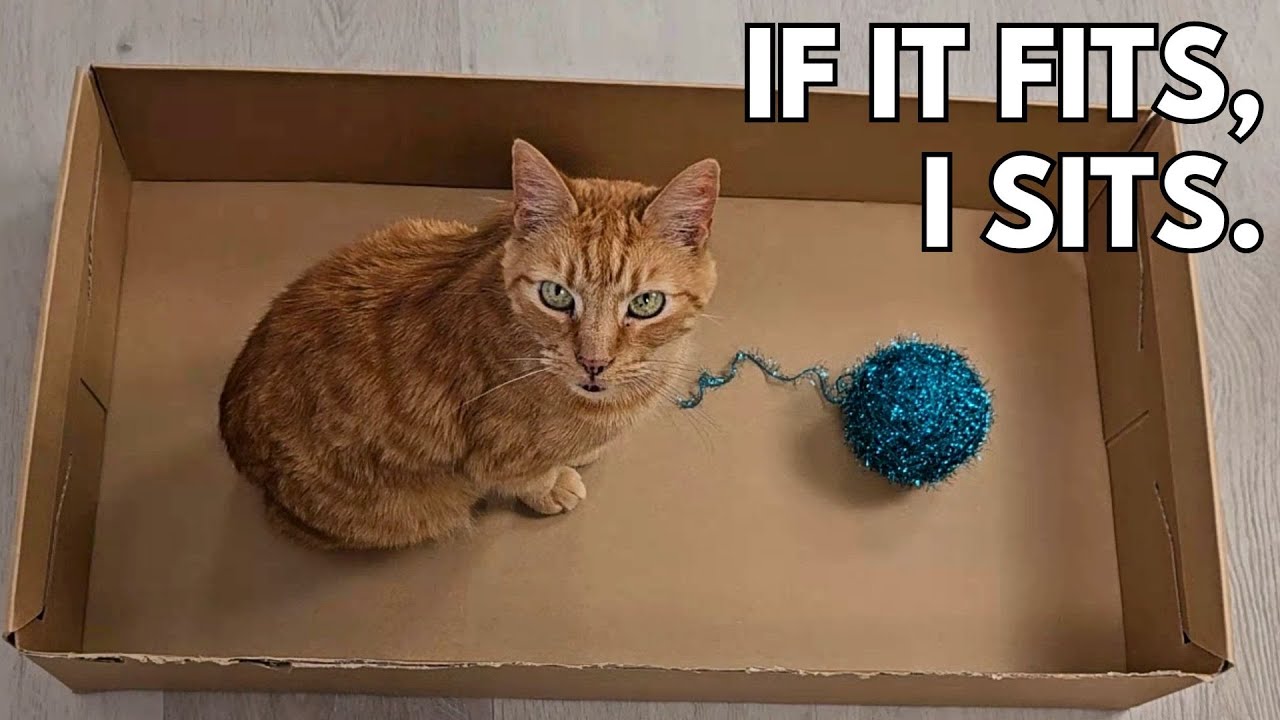 Ginger cat chilling in a box. That's it really. 😹 - YouTube