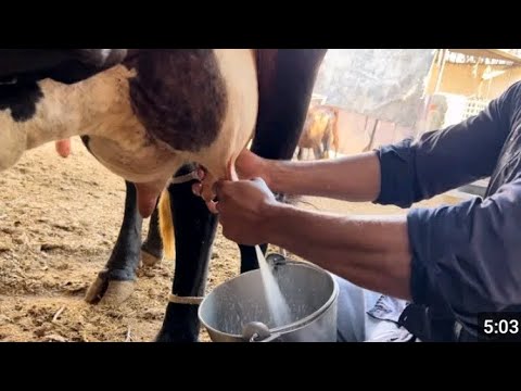 live cow 🐄 milking || top speed milking || cow related video || mohit ...