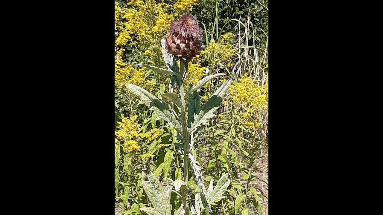 Kitchen-Jam-Session with Patrick Corr - YouTube