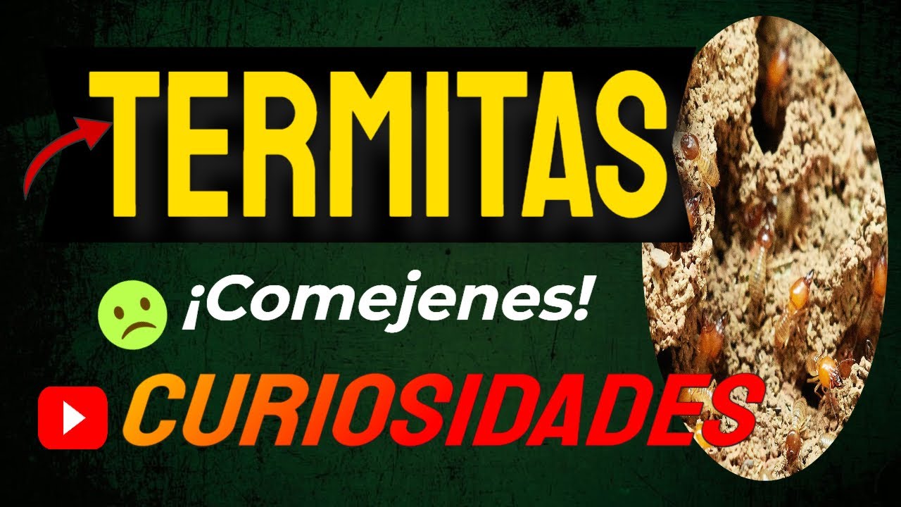 🔴 ¡Comejenes! Curiosidades de las TERMITAS - YouTube