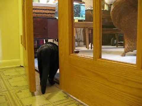 The Scat Mat - YouTube