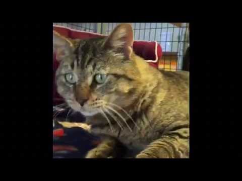 Awesome Adoptable! Fargo - YouTube