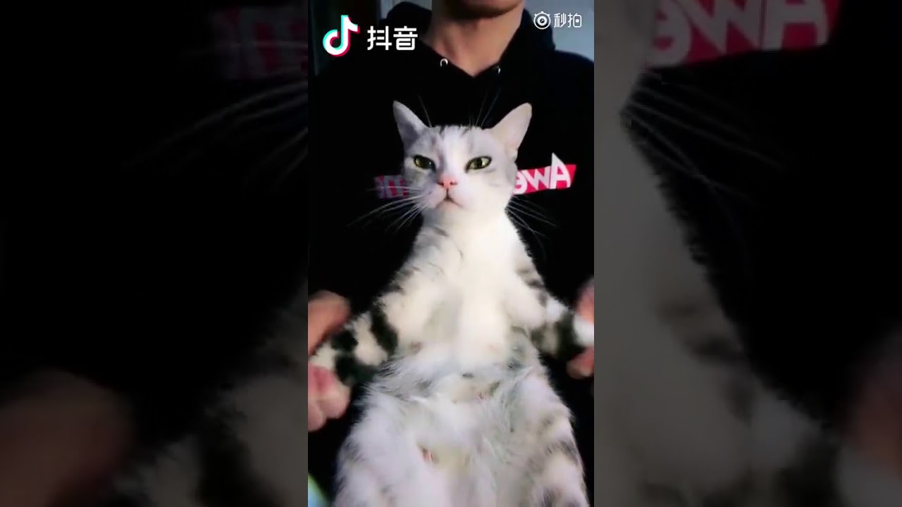 Cat dancing How Long - Charlie Puth - YouTube