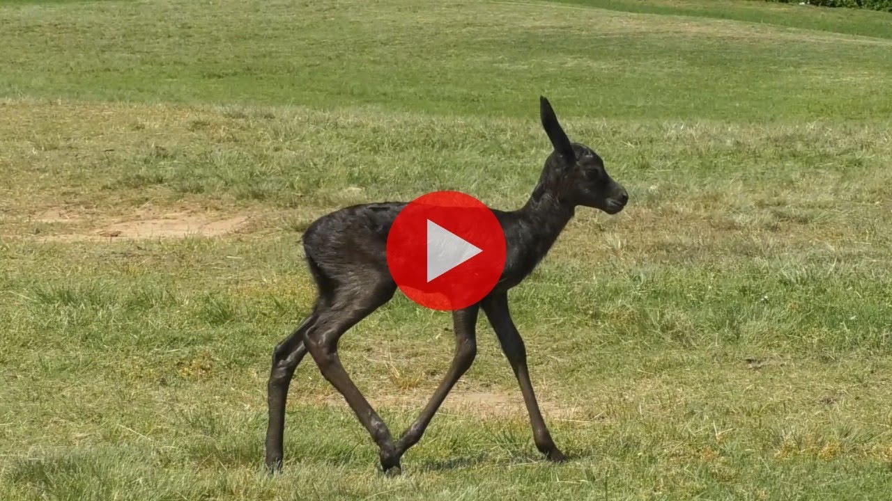 Watch the rare black 4-day-old springbok fawn on the lawns of Kingswood ...