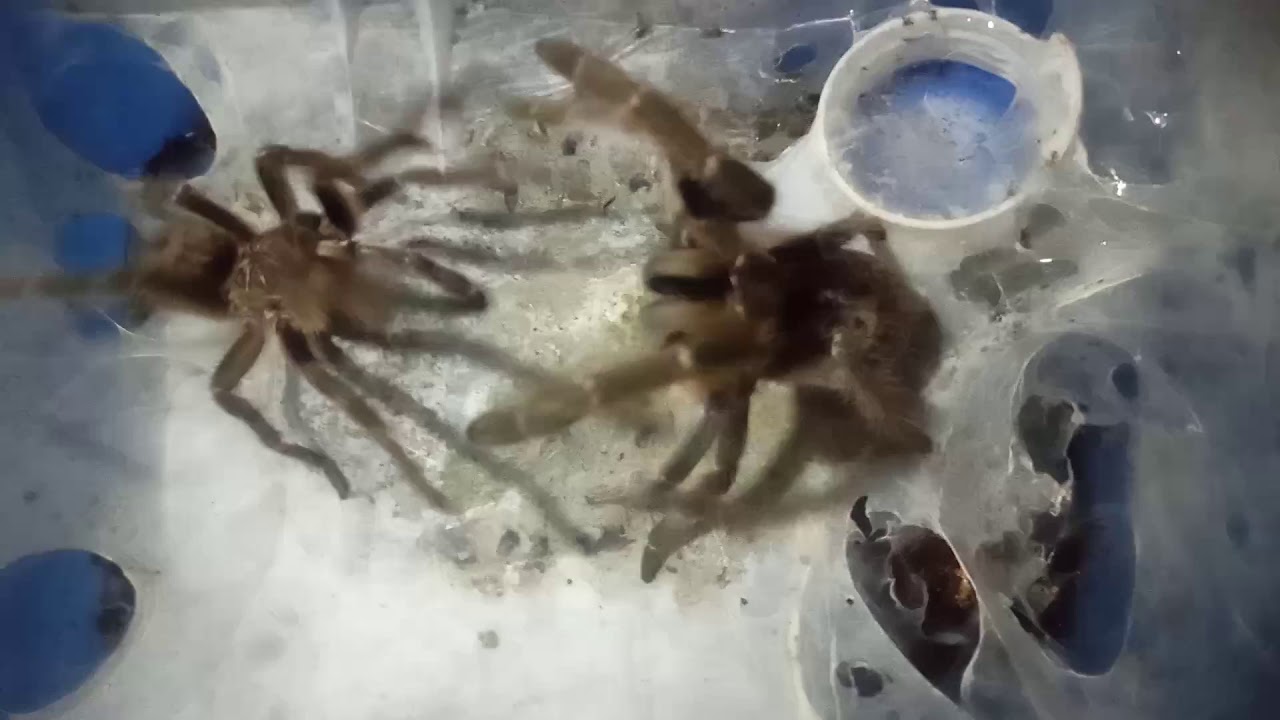 Torpeng MATURE MALE c, meridionalis😂😂 - YouTube