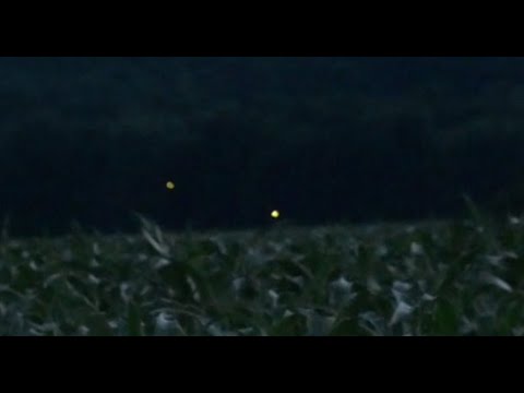 Fireflies at dusk over a Pennsylvania corn field - YouTube