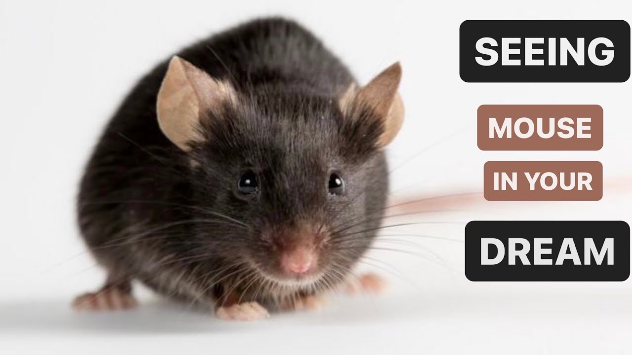 ISLAMIC DREAM INTERPRETATION. If you see MOUSE in your dream what does ...