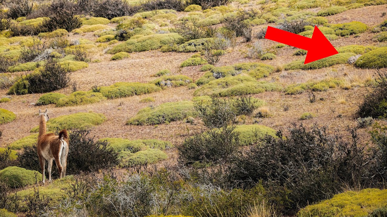 Encuentro con Pumas | Torres del Paine | Región de Magallanes en 1 ...