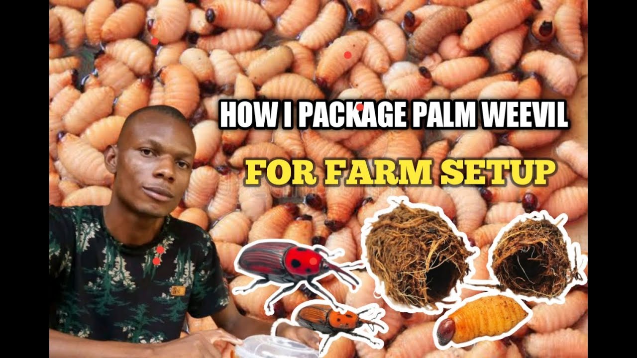 How I Package Palm Weevil Larvae Sago Worms For Farm Setup - YouTube