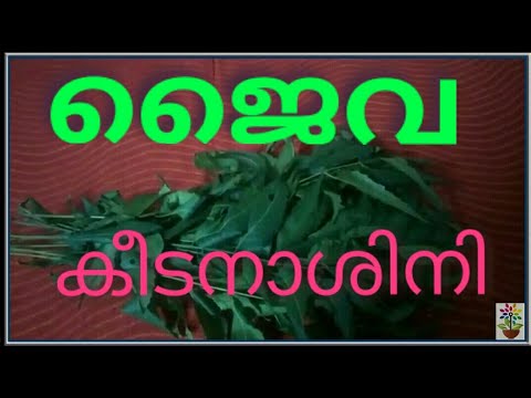 How to make veppila kashayam-jaiva keedanasini - YouTube