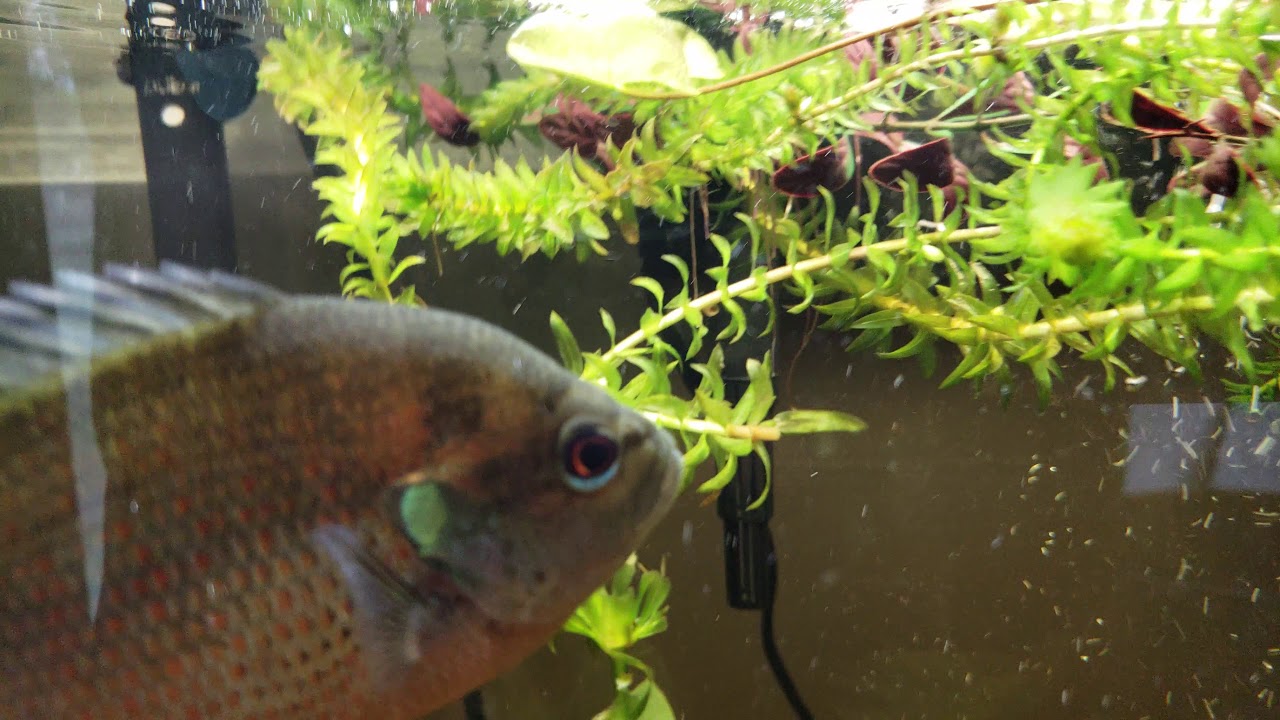 My 29 Gallon Aquarium Update! (savage pet fish Scar!) - YouTube