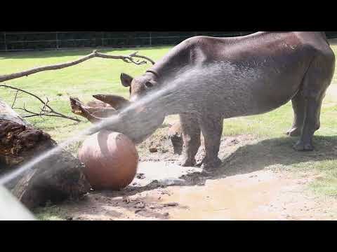 Rhino bath time at the Fort Worth Zoo